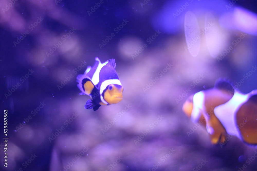 Peces tropicales: Pez payaso Nemo en negro Stock Photo | Adobe Stock