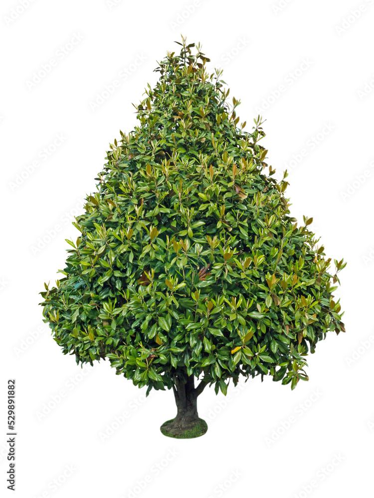 Magnolia decorative conic shape tree isolated transparent png Stock ...
