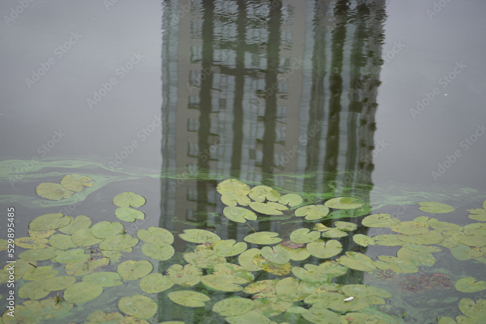 Green lily leaves, pods, yellow pod flowers, , wildlife close-up, river ...