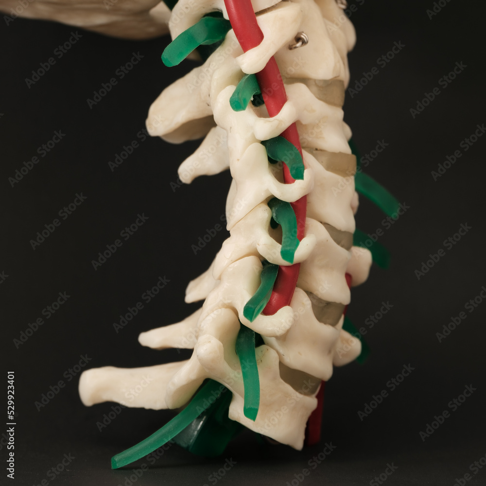 Cervical Spine Model Side View Stock Photo | Adobe Stock