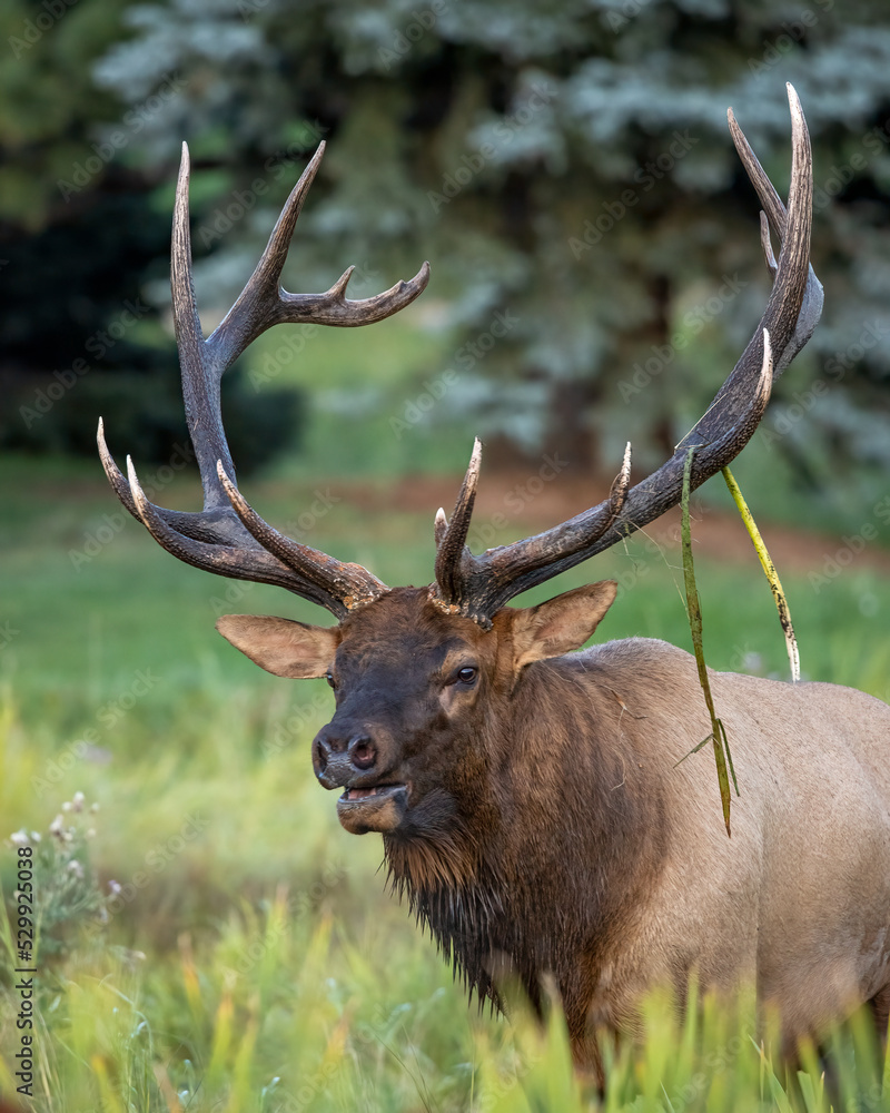 Bull Rocky Mountain elk (cervus canadensis) with cattail hanging from ...