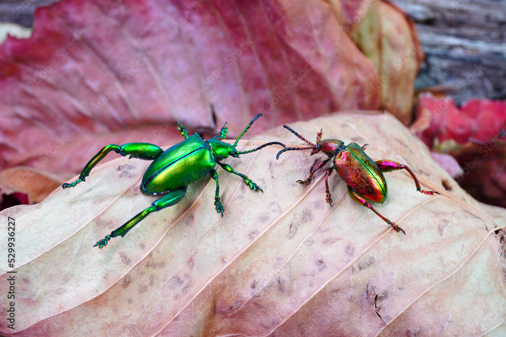 Beetle : Frog-legged beetles or leaf beetles (Sagra femorata) in ...