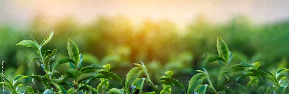 Green Tea Tree Plant