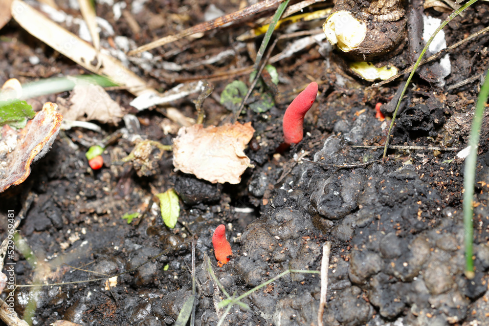 Deadly poisonous mushroom "kaentake (Poison fire coral, Trichoderma ...