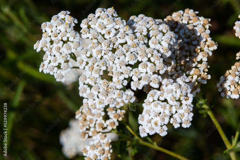 Achillea millefolium, commonly known as yarrow or common yarrow, is a ...