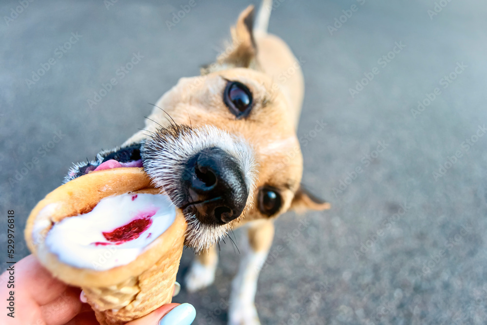 Sunny hot summer day in the city, charming cute pets. Lifestyle photos ...