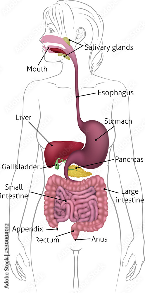 Human Digestive System Woman Anatomy Diagram Stock Illustration | Adobe ...