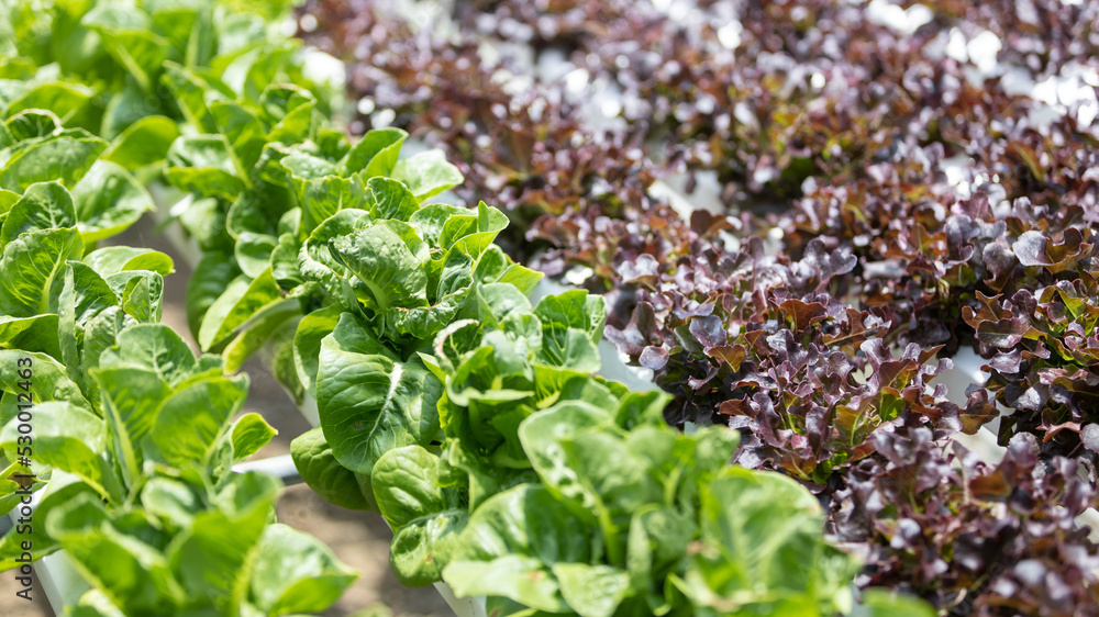 Background image of green oak green and purple lettuce, Hydroponics or ...
