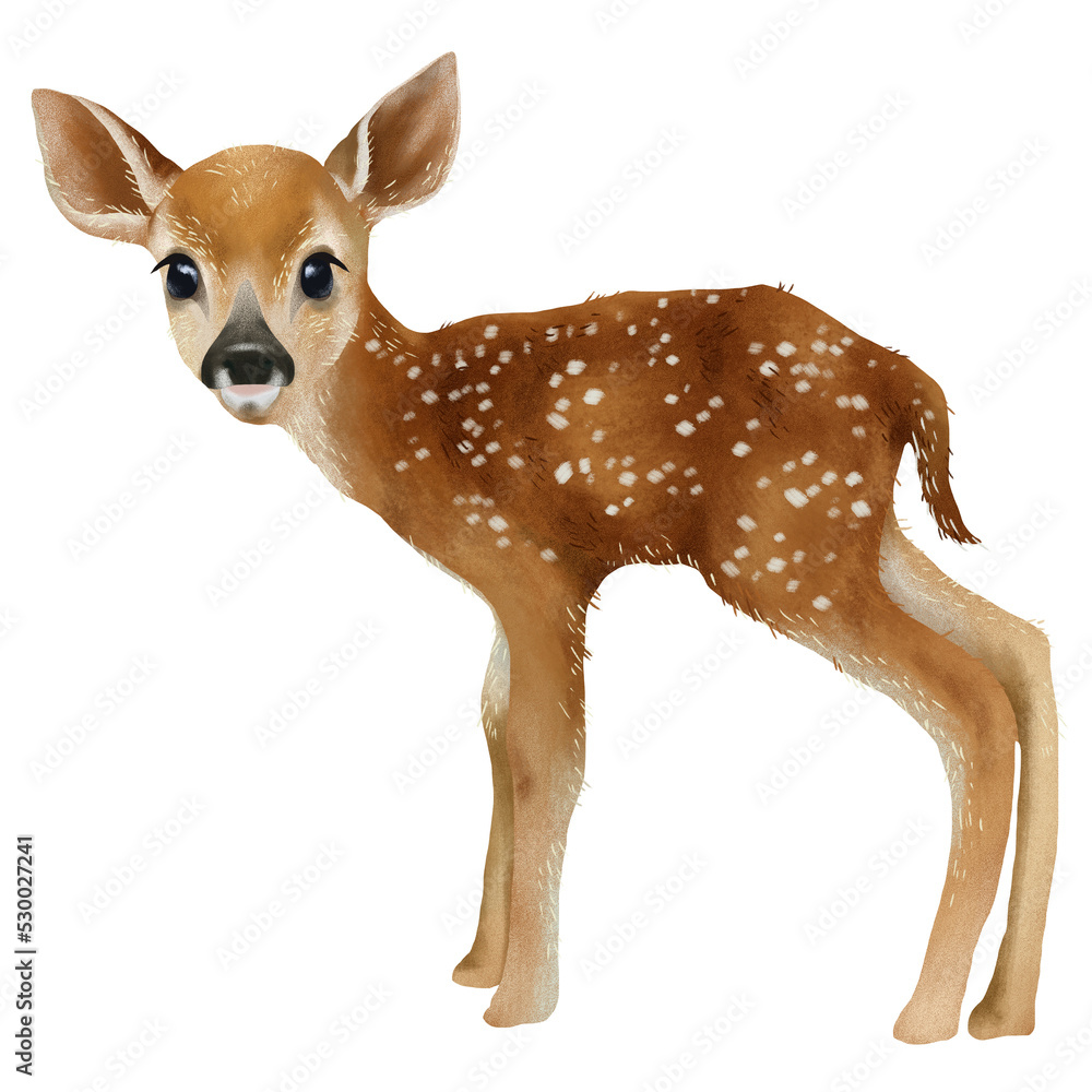 Beautiful fawn illustration. Young forest deer isolated on transparent ...
