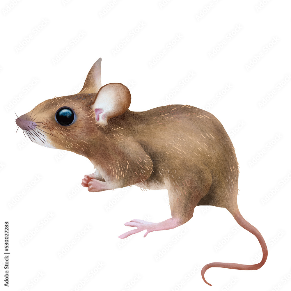 Cute mouse isolated on transparent background Stock Illustration ...