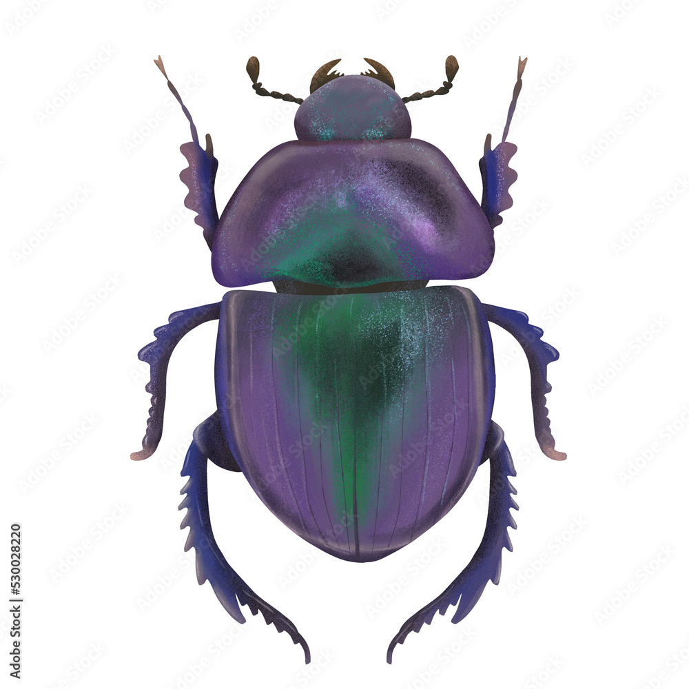Beautiful purple beetle top view isolated on transparent background ...