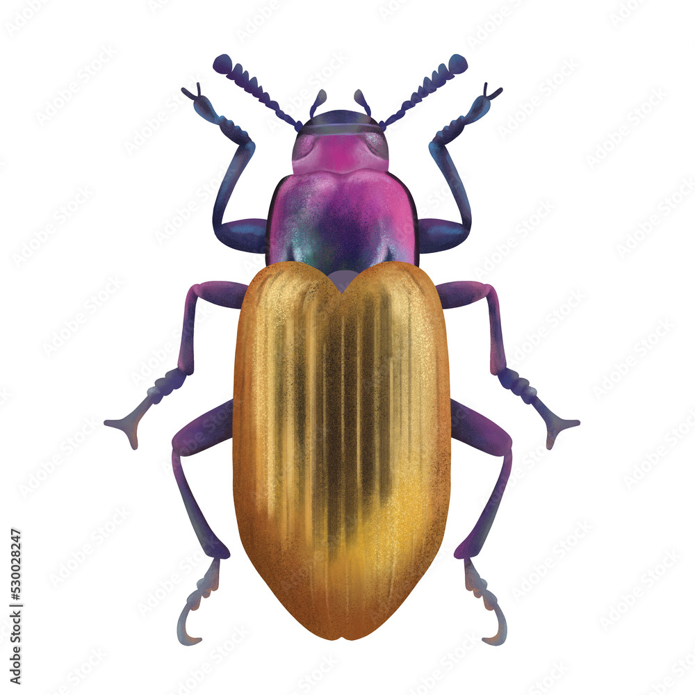 Beautiful purple and golden beetle top view isolated on transparent ...