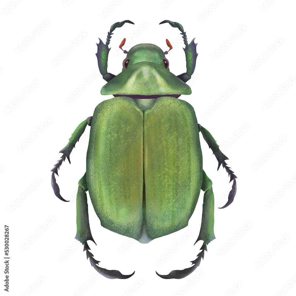Beautiful green beetle top view isolated on transparent background ...