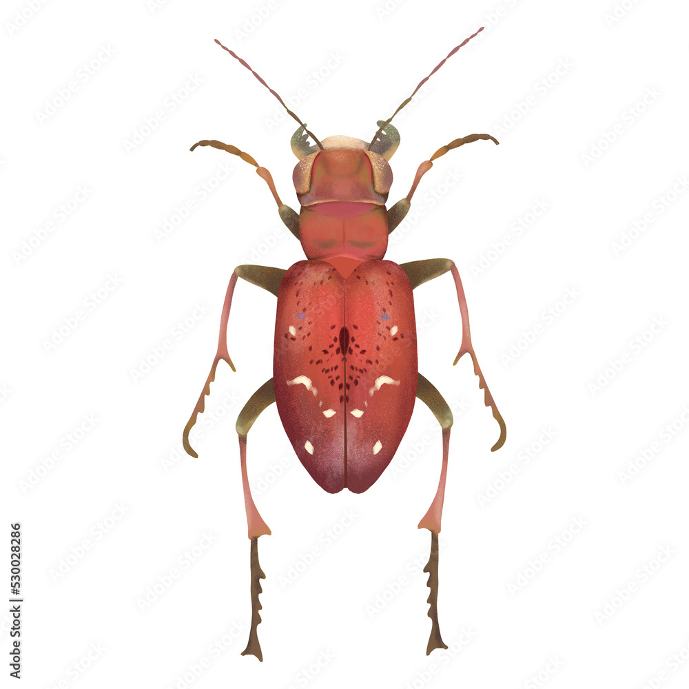 Red beetle top view isolated on transparent background Stock ...