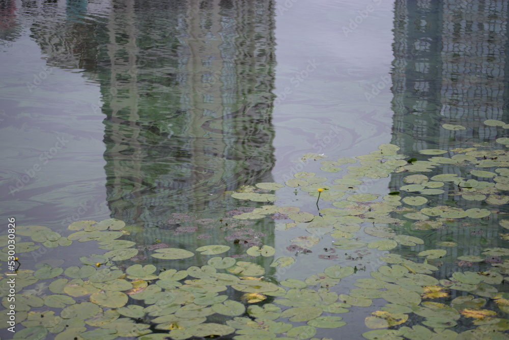 Green lily leaves, pods, yellow pod flowers, , wildlife close-up, river ...