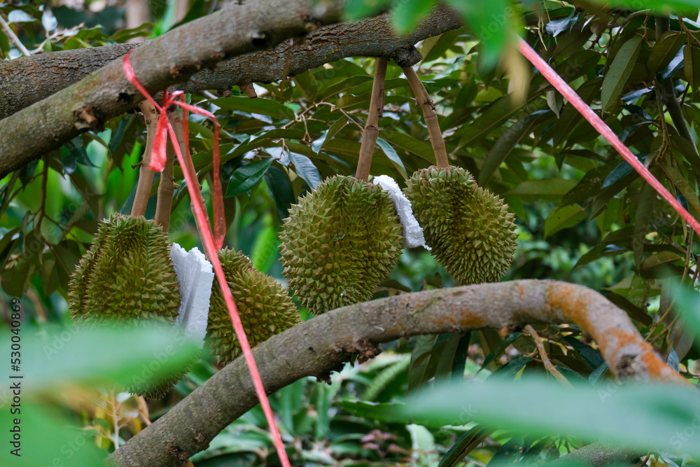 Foto de Durians hanging on a tall tree in the garden. Fresh durian ...