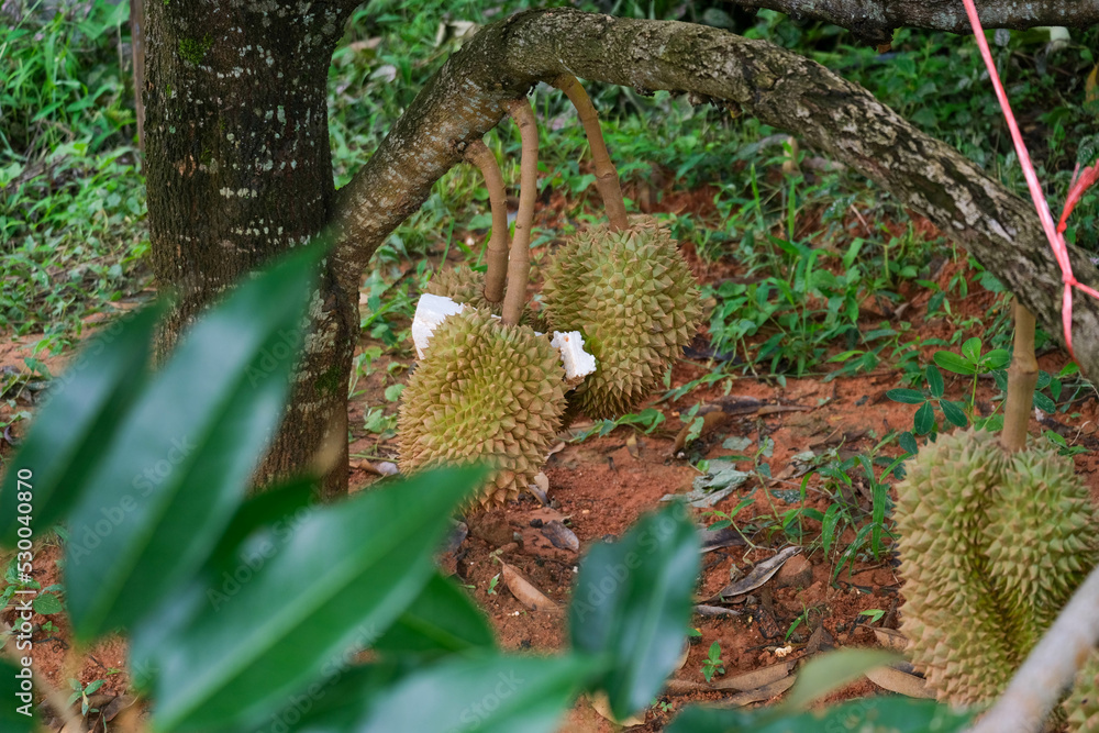 Durians hanging on a tall tree in the garden. Fresh durian fruit on a ...