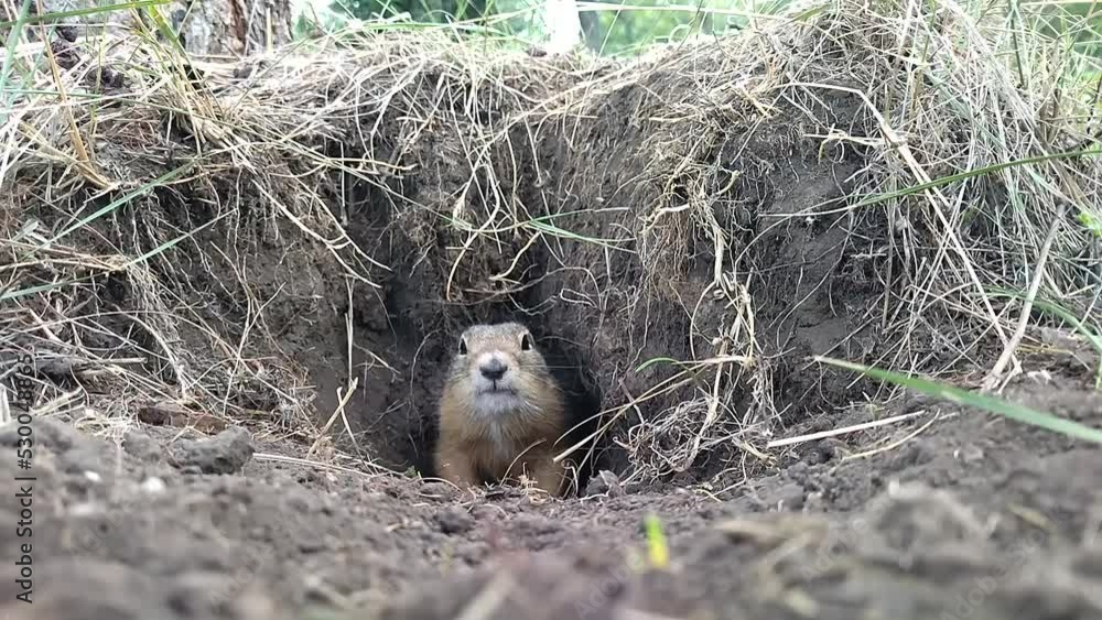 A funny fluffy ground squirrel comes out of its burrow and then timidly ...