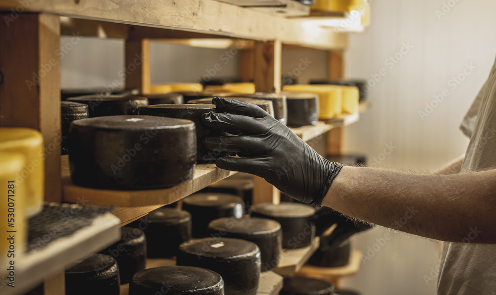 Farmer in gloves turns over cheese heads in the cheese maturation ...