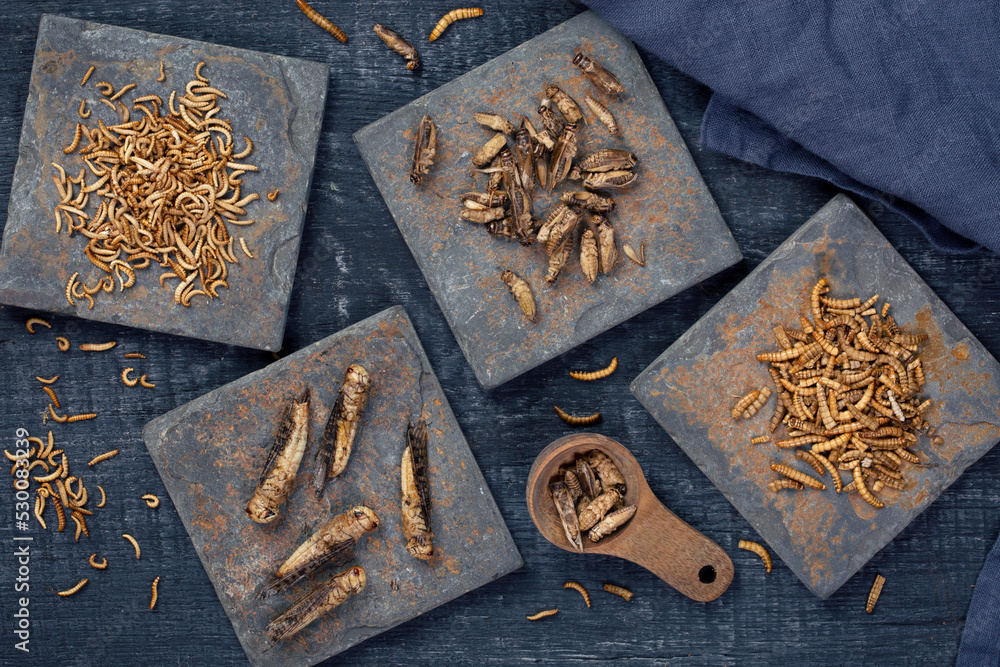 Dried edible insects Stock Photo | Adobe Stock