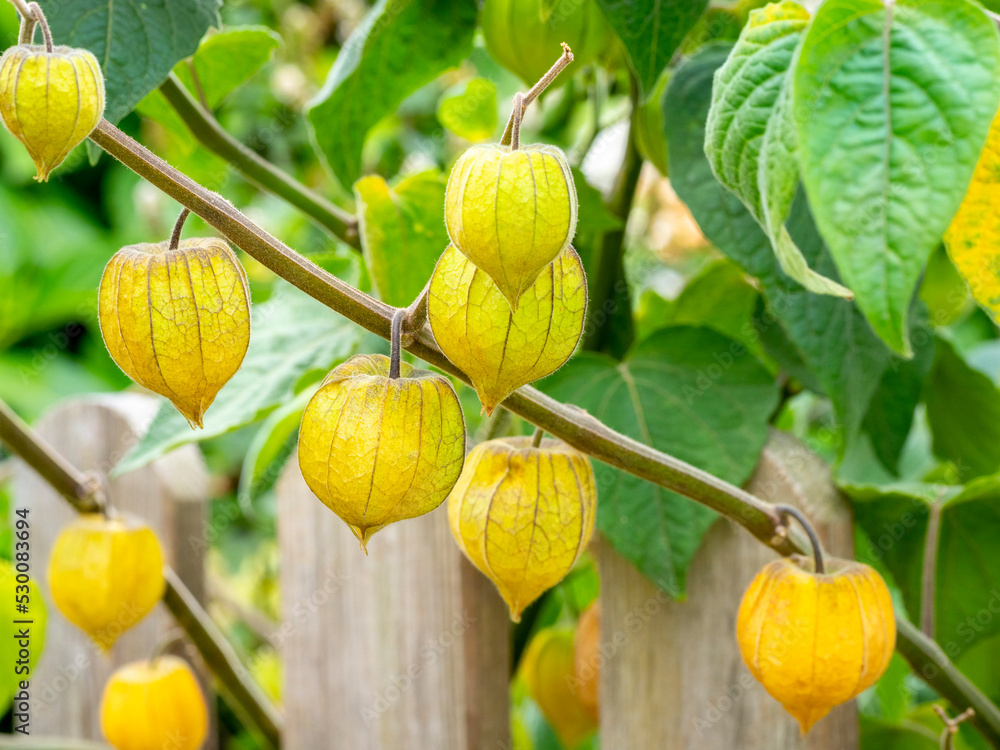 Physalis Peruviana