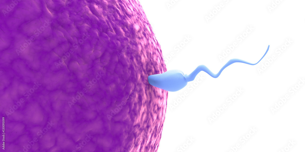 Sperm and egg. Natural fertilization. Transparent background. 3d ...
