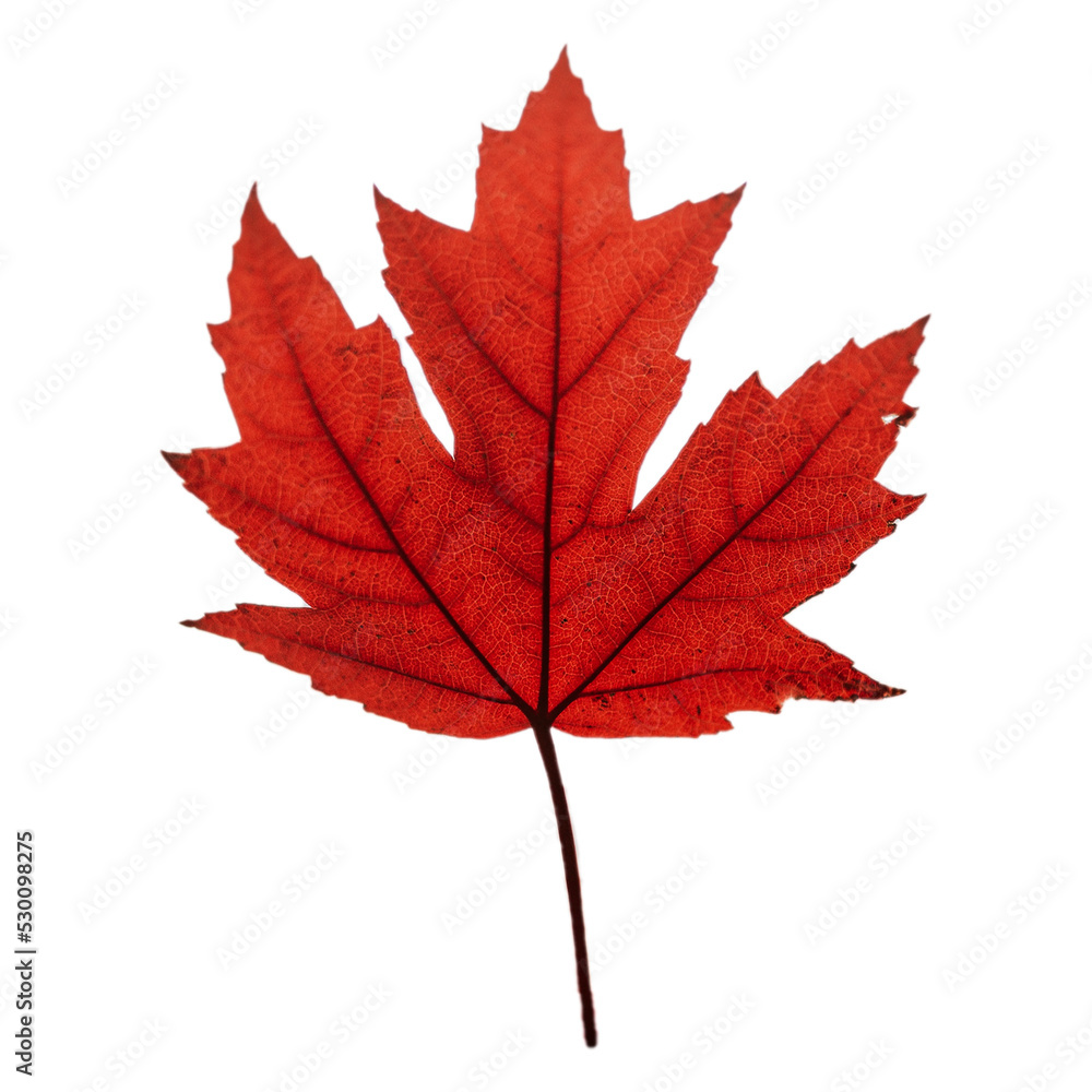 Red Maple Leaf Png