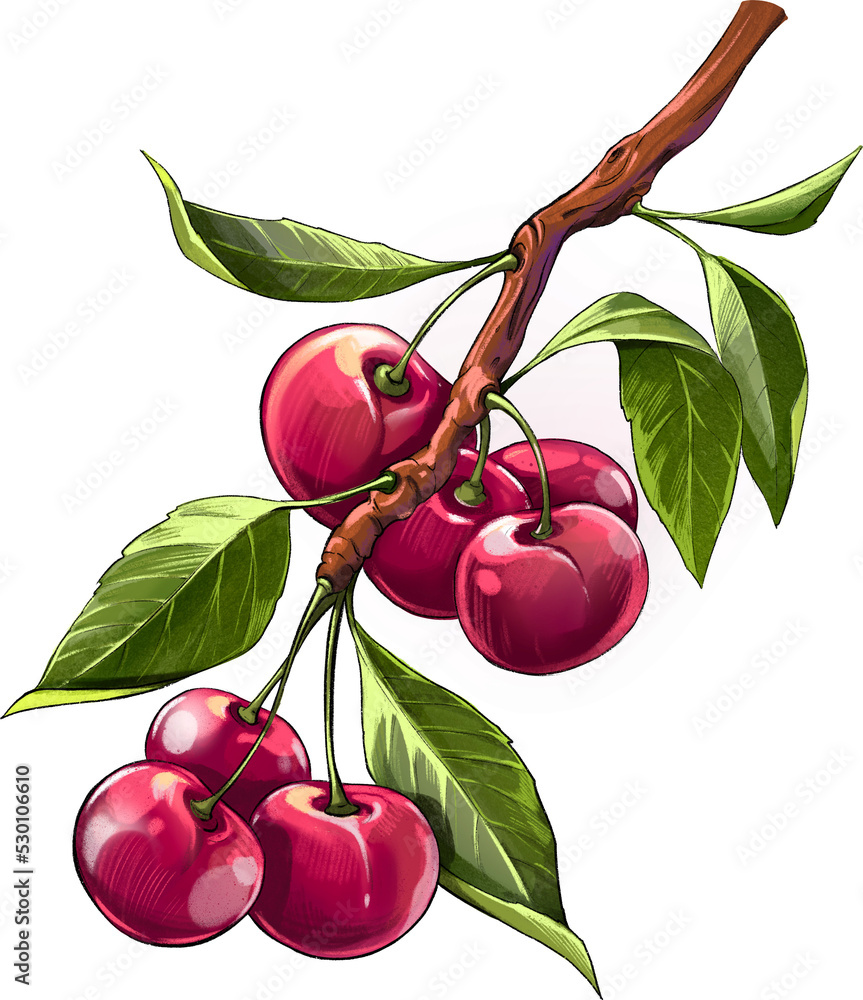 Cherry on a branch. Hand drawn png illustration with transparent ...