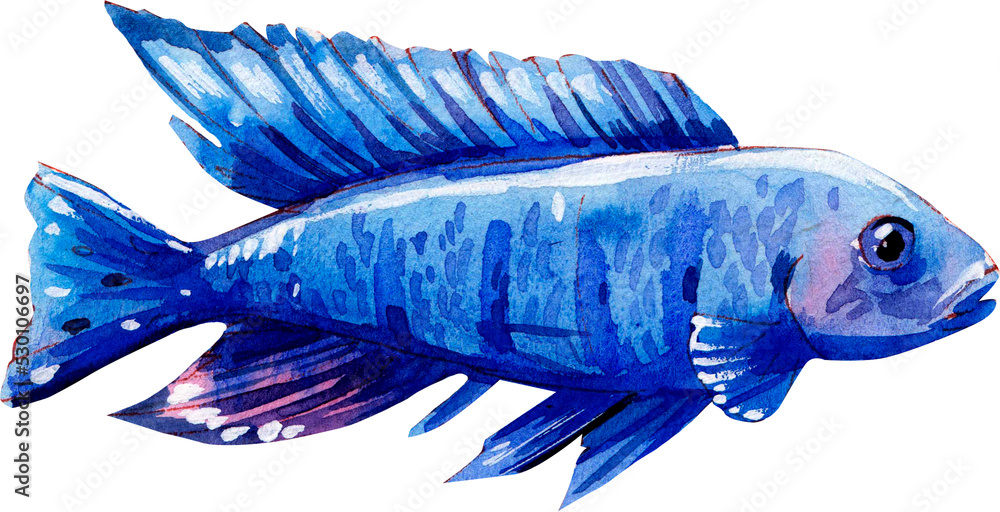 Watercolor aquarium fish. Png illustration on transparent background ...