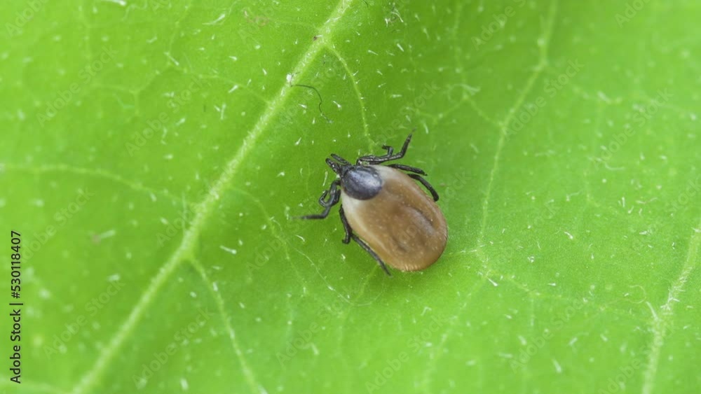 Ixodes scapularis tick Macro. Bloated parasite drunk on blood ...