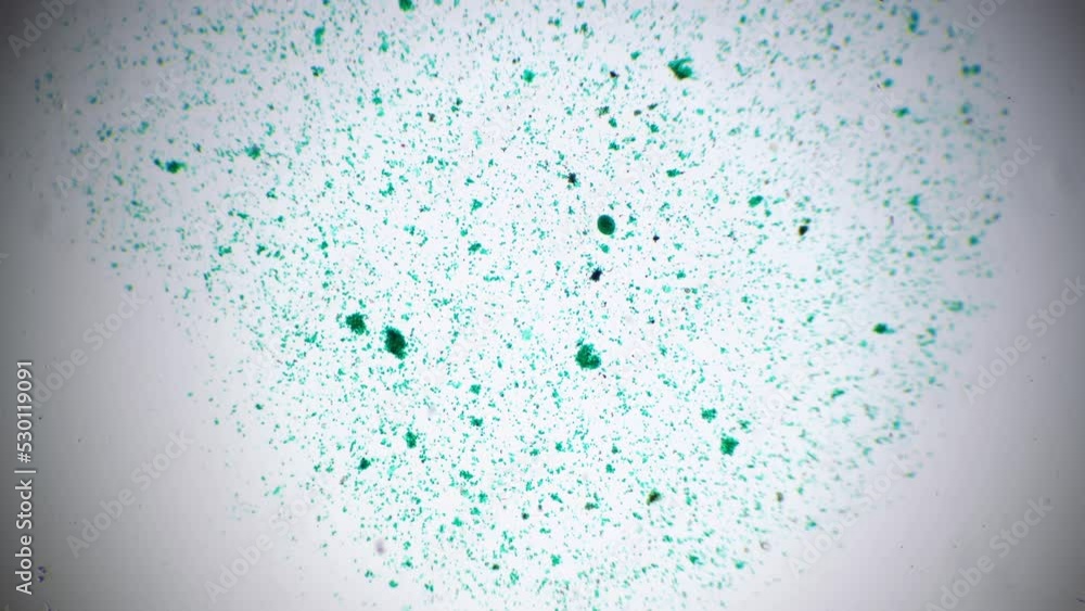 Chlamydomonas Whole Mount 40x Under Microscope Against Bright Field A Genus Of Unicellular