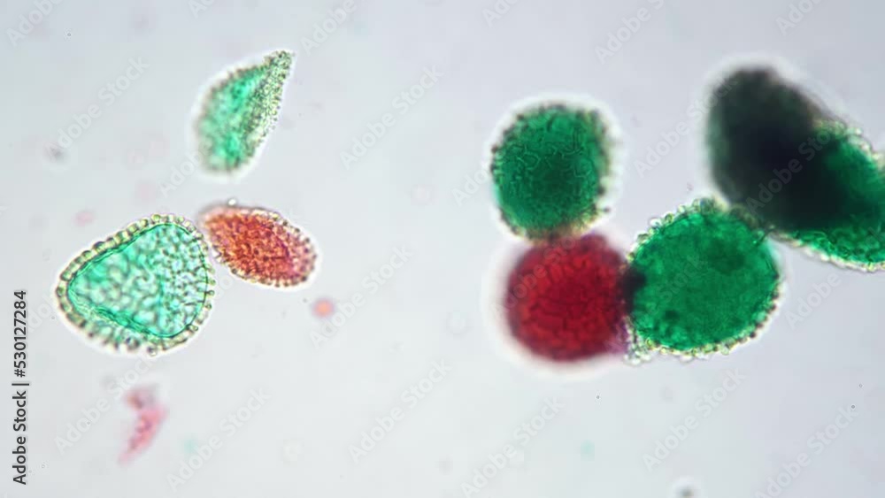 Pollen germination whole mount microscopic image filmed with 400 times ...