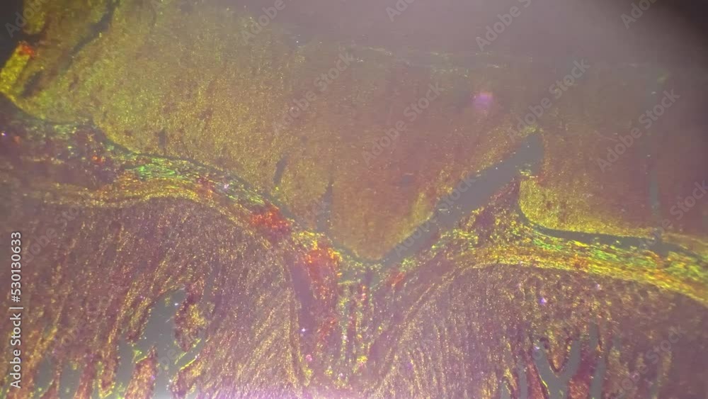 Isolated macro footage of smooth human muscle under microscope 40x with ...