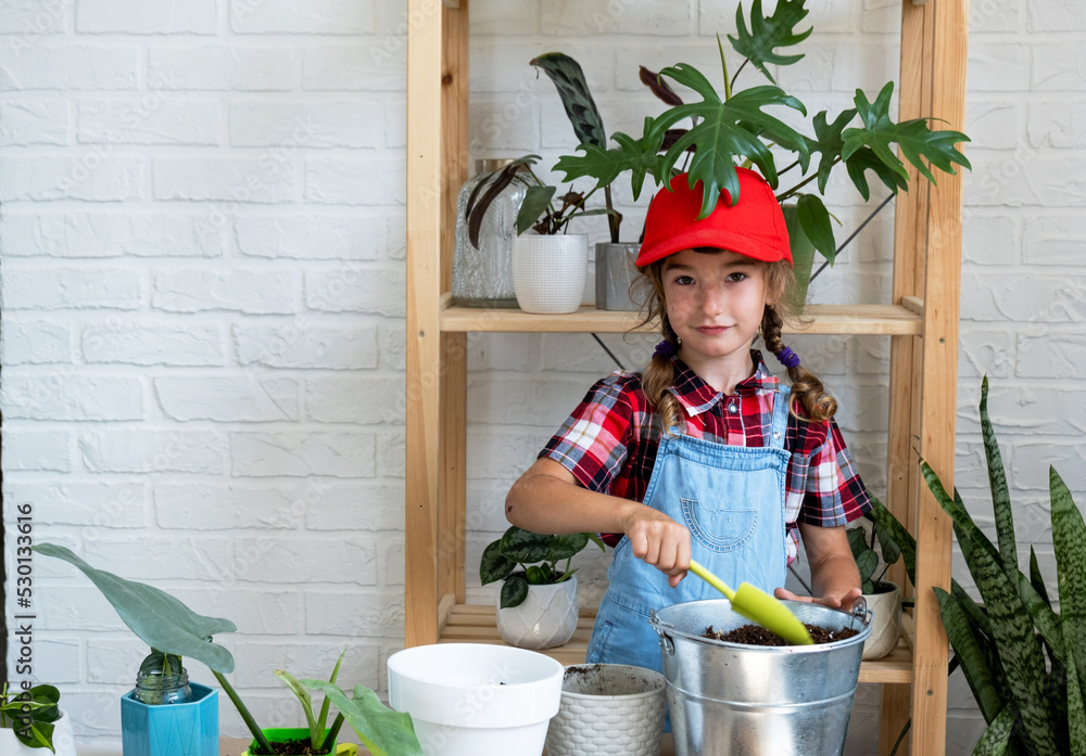 Girl transplants a potted houseplant philodendron into a new soil with ...