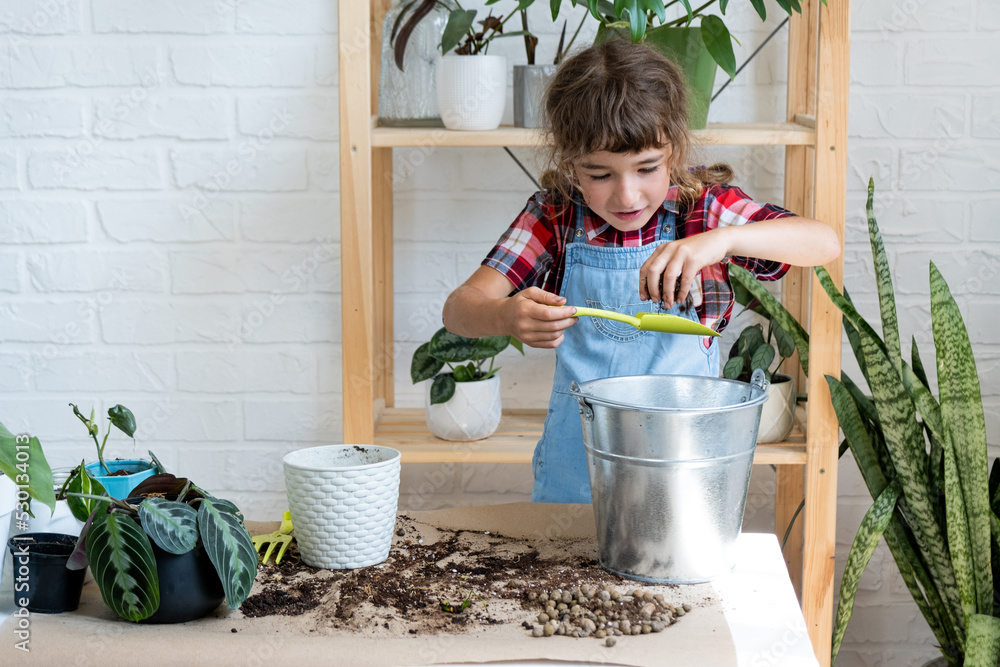 Girl transplants a potted houseplant philodendron into a new soil with ...