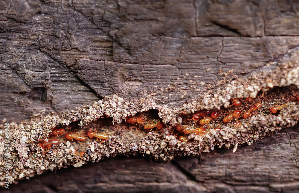 Termite Workers, Small termites, Work termites walk in the nest ...
