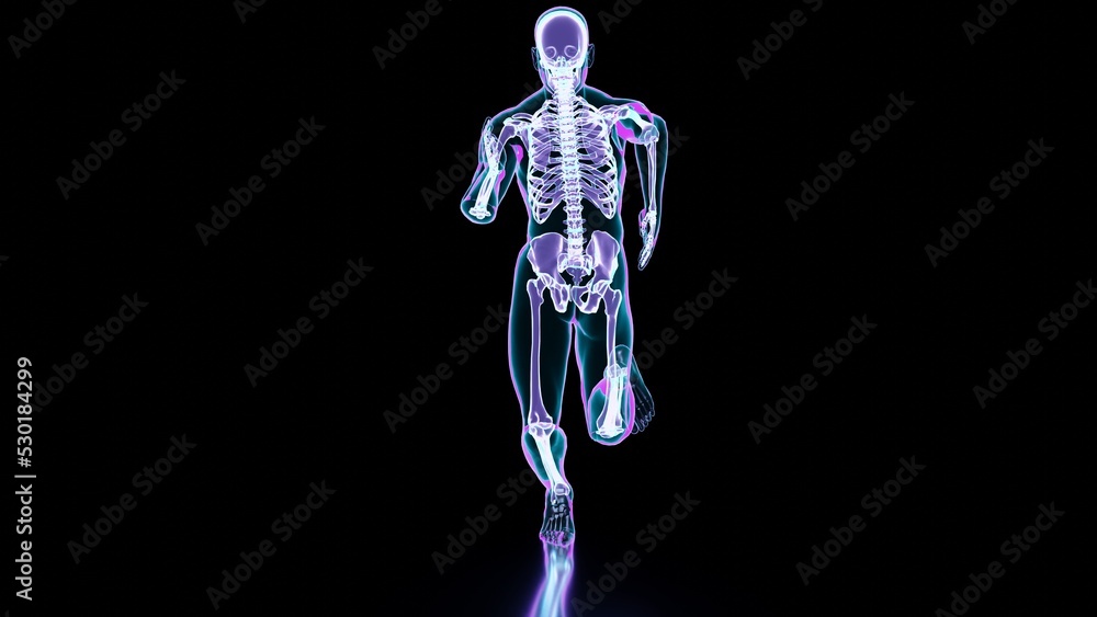 skeleton system of running man, bone Anatomy while run, human physical ...