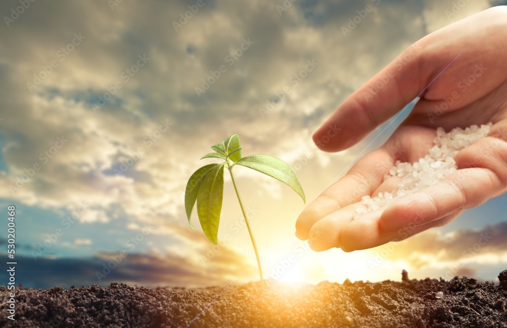 Foto de Soybean growth control, hand and soy plant leaf in cultivated ...