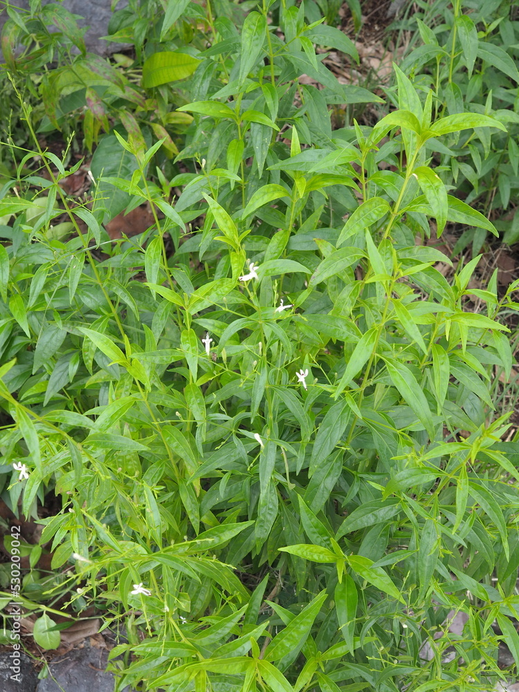 Stockfoto The Fa thalai plant has dark green slender leaves and small ...