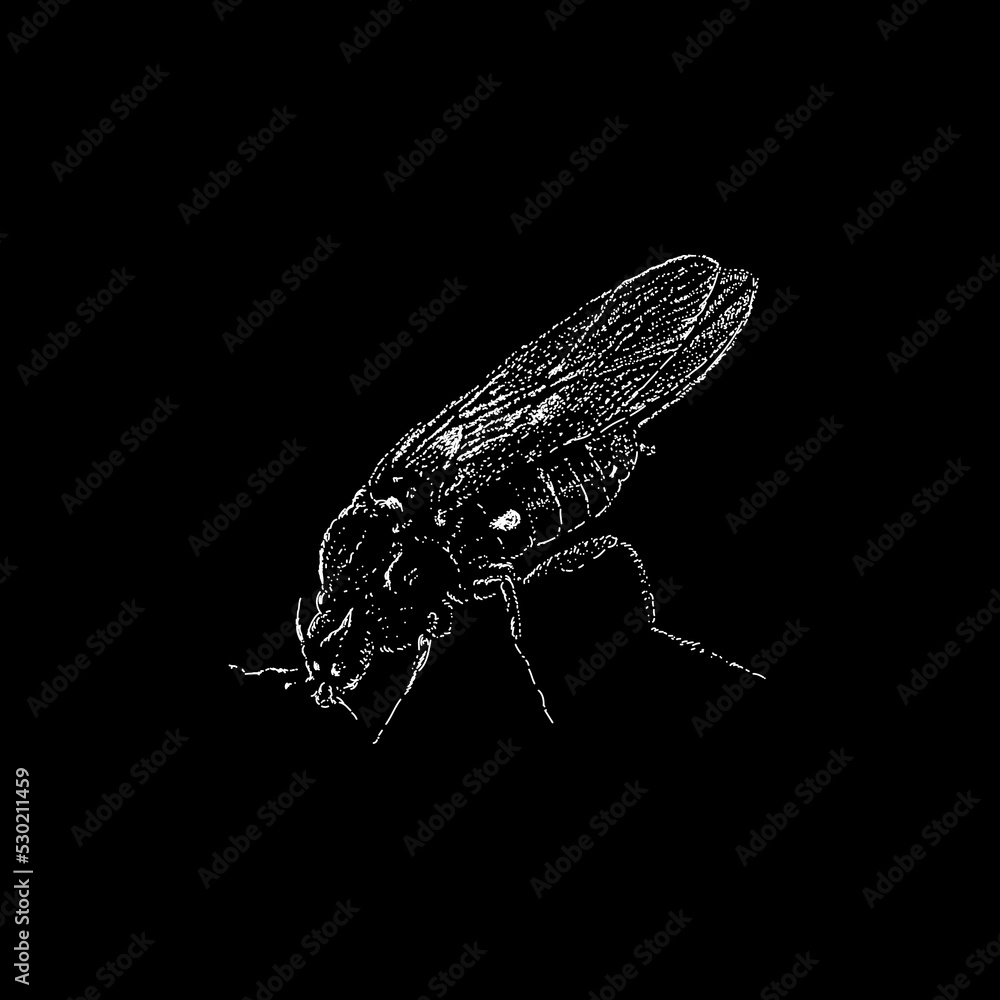 No See Ums hand drawing vector illustration isolated on black ...