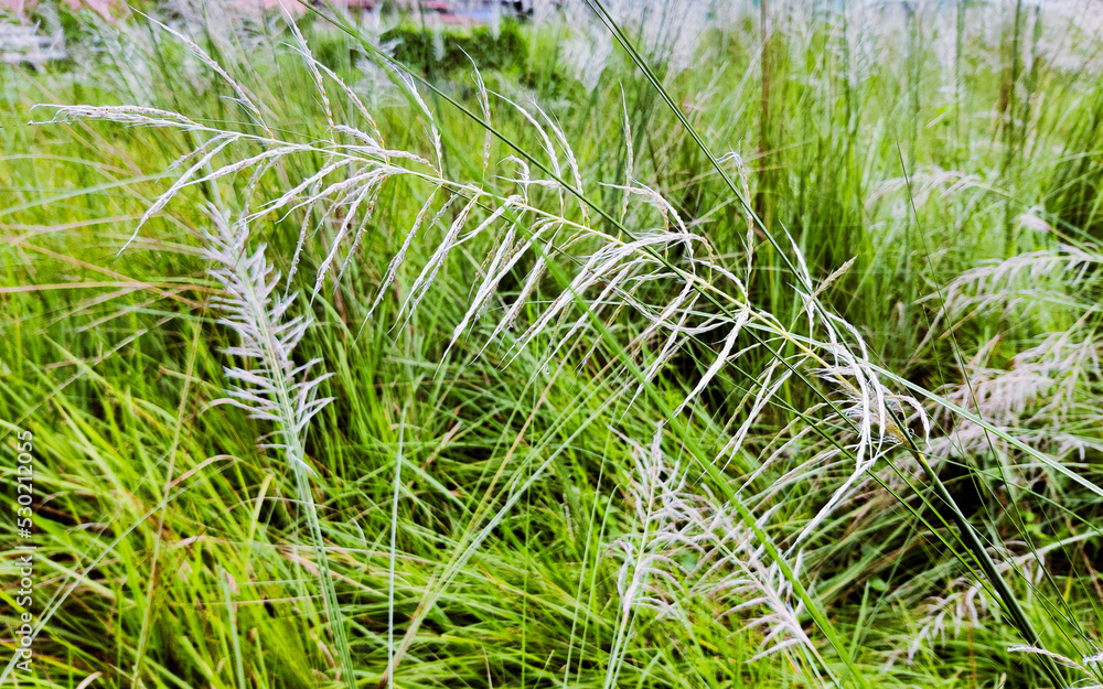 Kans grass , Saccharum spontaneum in the wind nature background. Durga ...