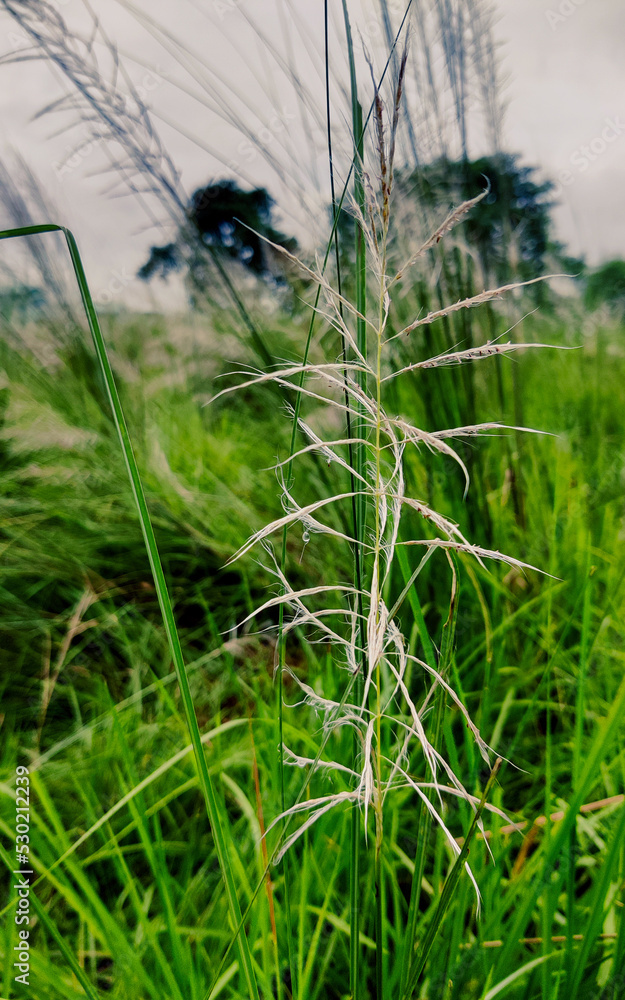 Kans grass , Saccharum spontaneum in the wind nature background. Durga ...