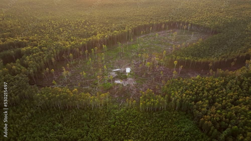 Forest destruction and felling of trees, drone view. Deforestation ...
