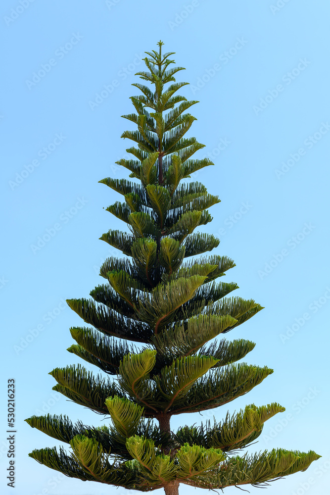 Isolated pine tree, araucaria heterophylla, on blue background. Stock ...