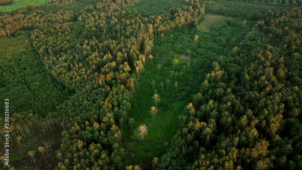 Forest destruction and felling of trees, drone view. Deforestation ...