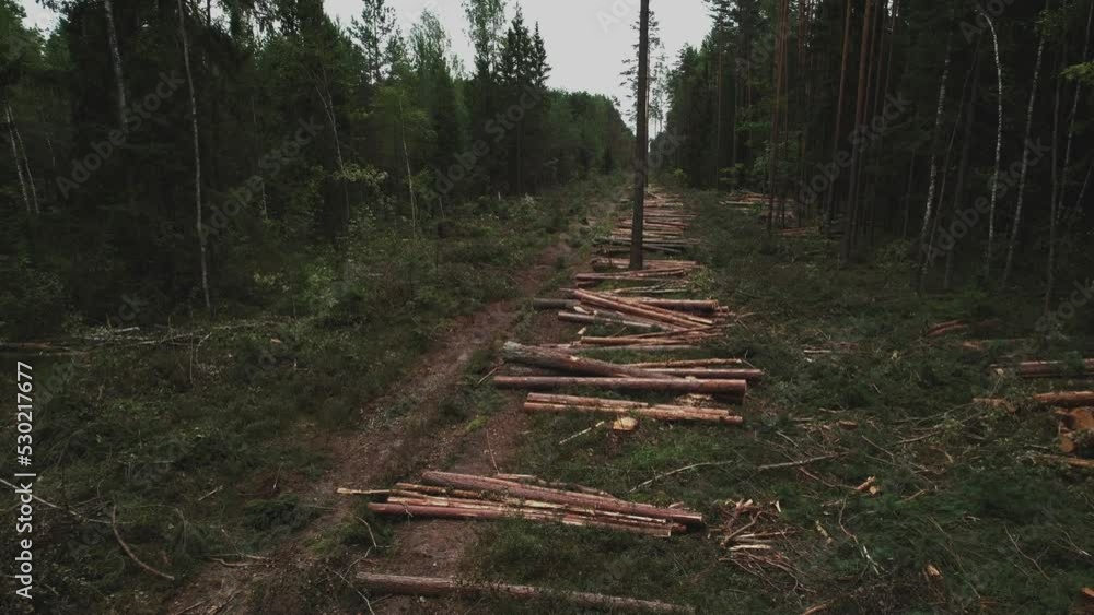 Forest destruction and felling of trees, drone view. Deforestation ...