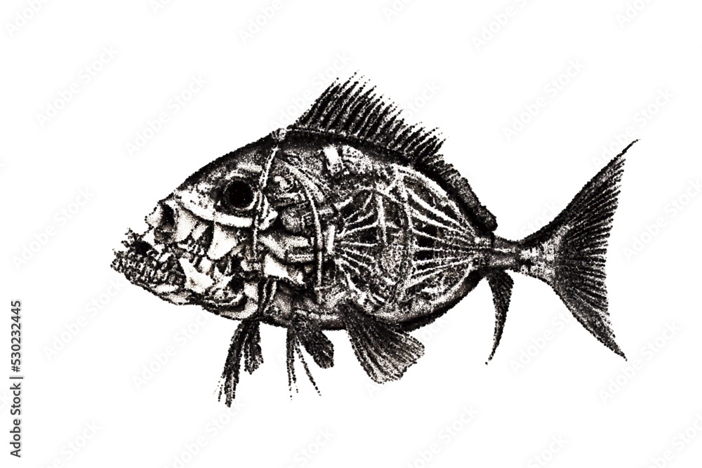 Fantastic fish skeleton. Sea monster. Vector illustration. Pointillism ...