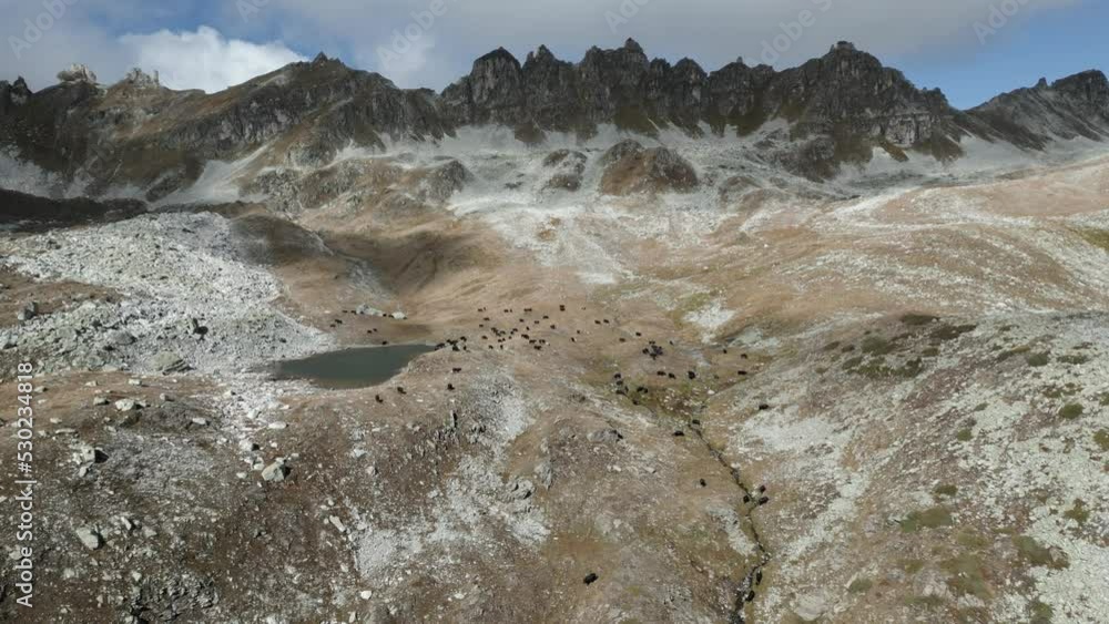 Eringer cows in the mountains of Switzerland. The Swiss Eringer cows ...