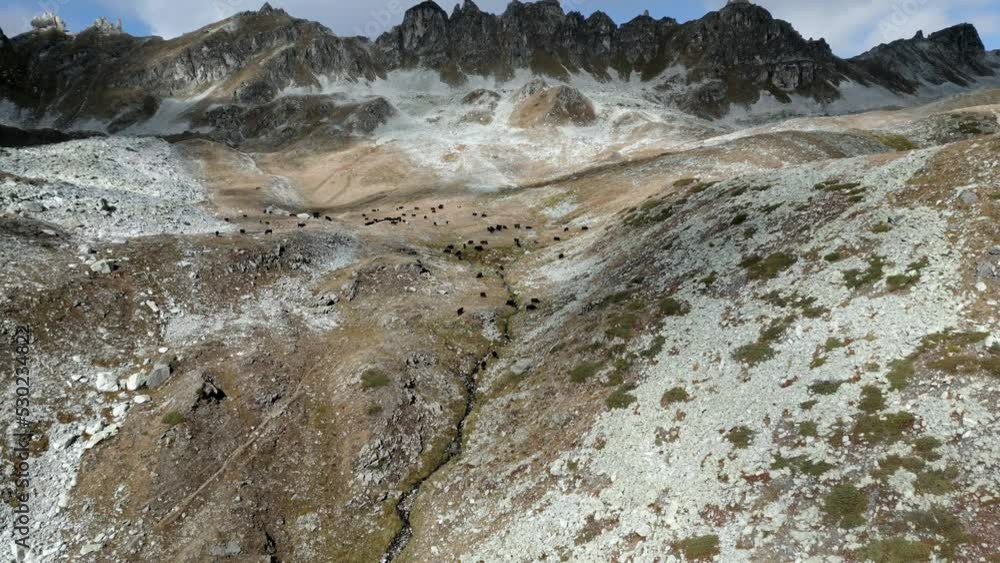 Eringer cows in the Alps of Switzerland. The Swiss Eringer cows are ...