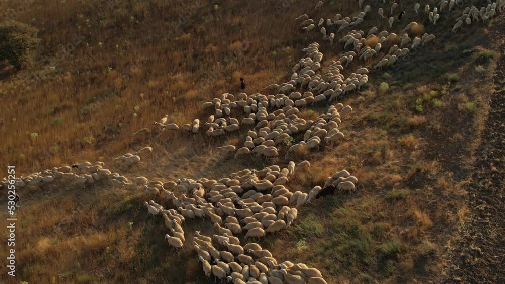 A flock of sheep in a pasture with a shepherd. Aerial view. Sheep graze ...